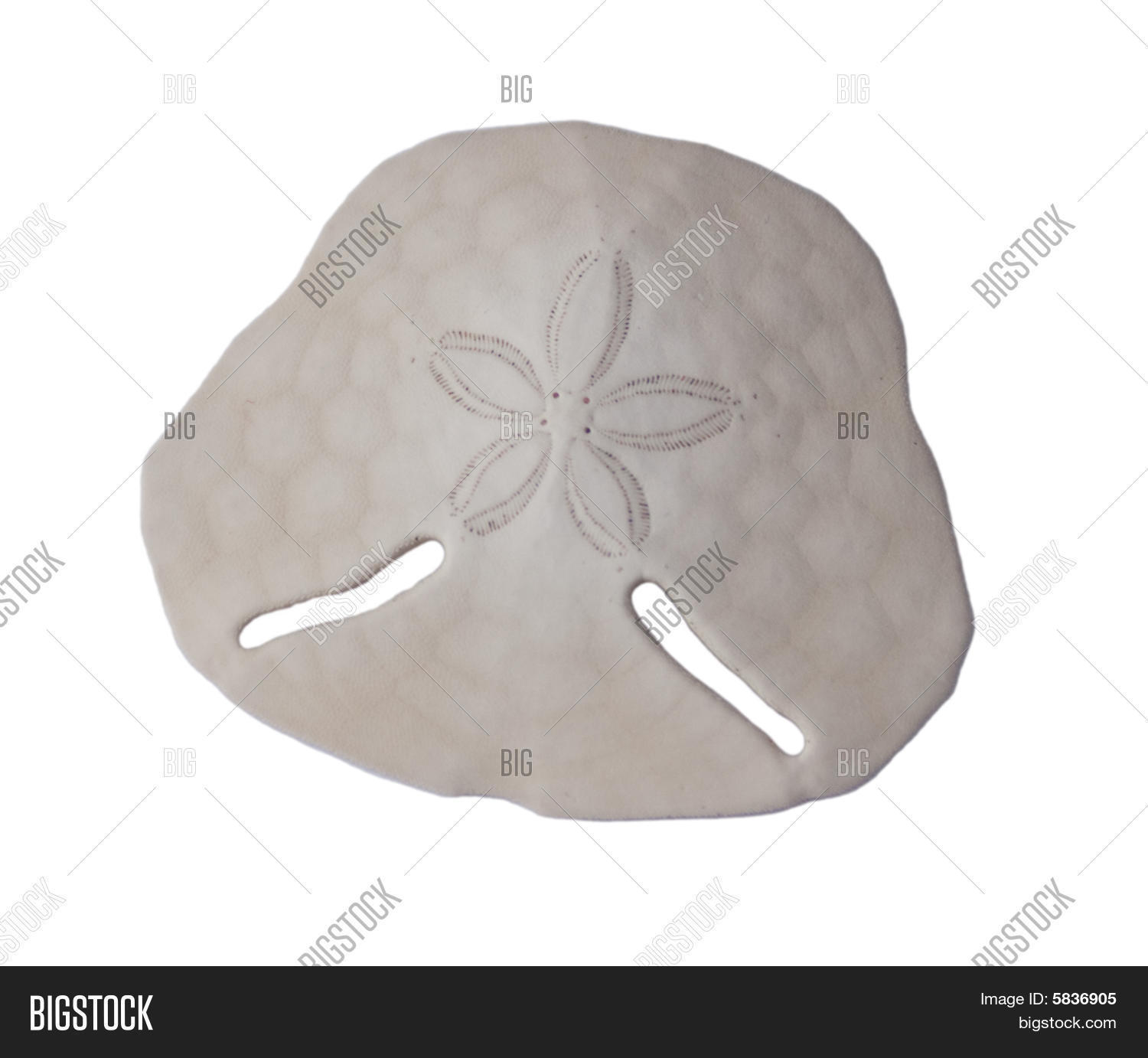 Pansy Shell Image & Photo (Free Trial) | Bigstock