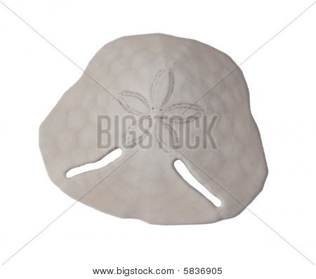Pansy Shell Image & Photo (Free Trial) | Bigstock
