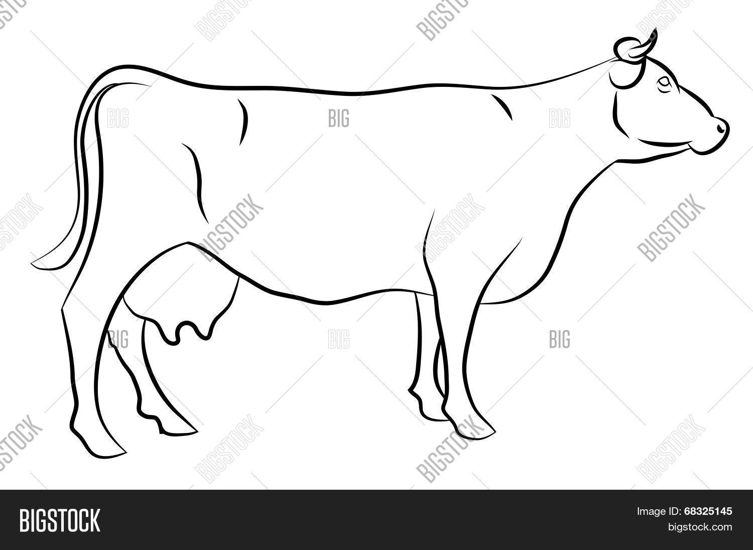 Sketch Cow Vector & Photo (Free Trial) | Bigstock