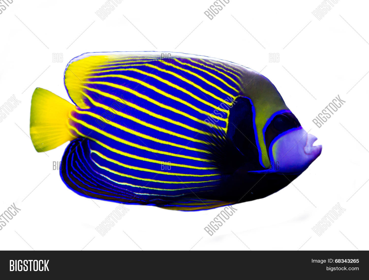Angelfish Isolated On Image & Photo (Free Trial) | Bigstock