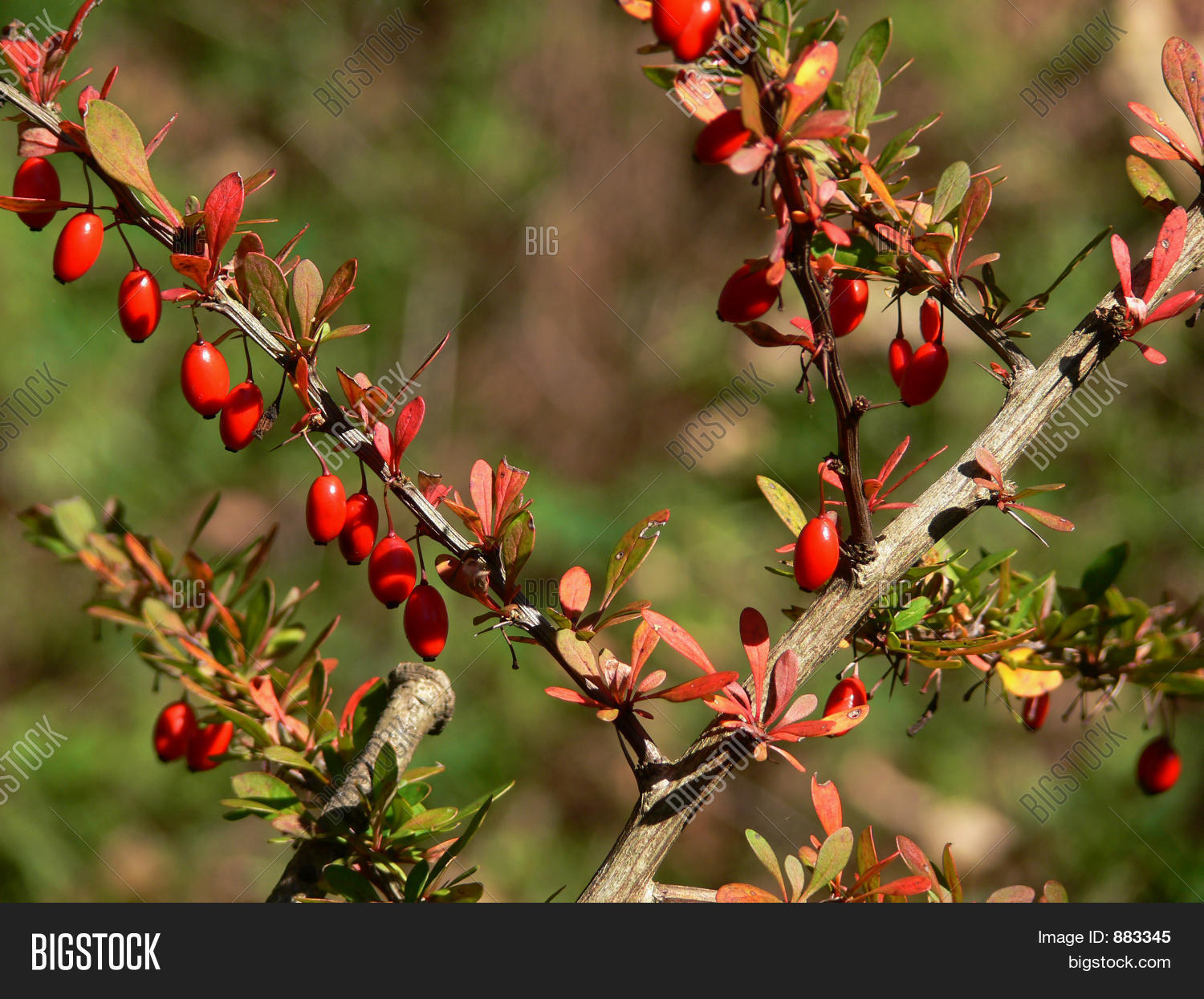 Autumn Bayberry Image & Photo (Free Trial) | Bigstock
