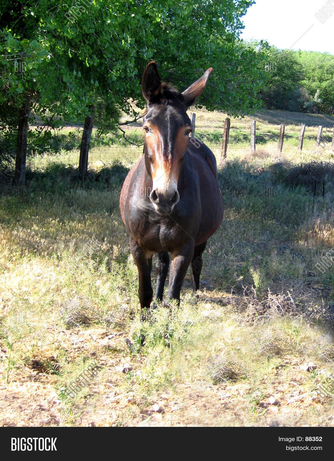 Mule Face Image & Photo (Free Trial) | Bigstock