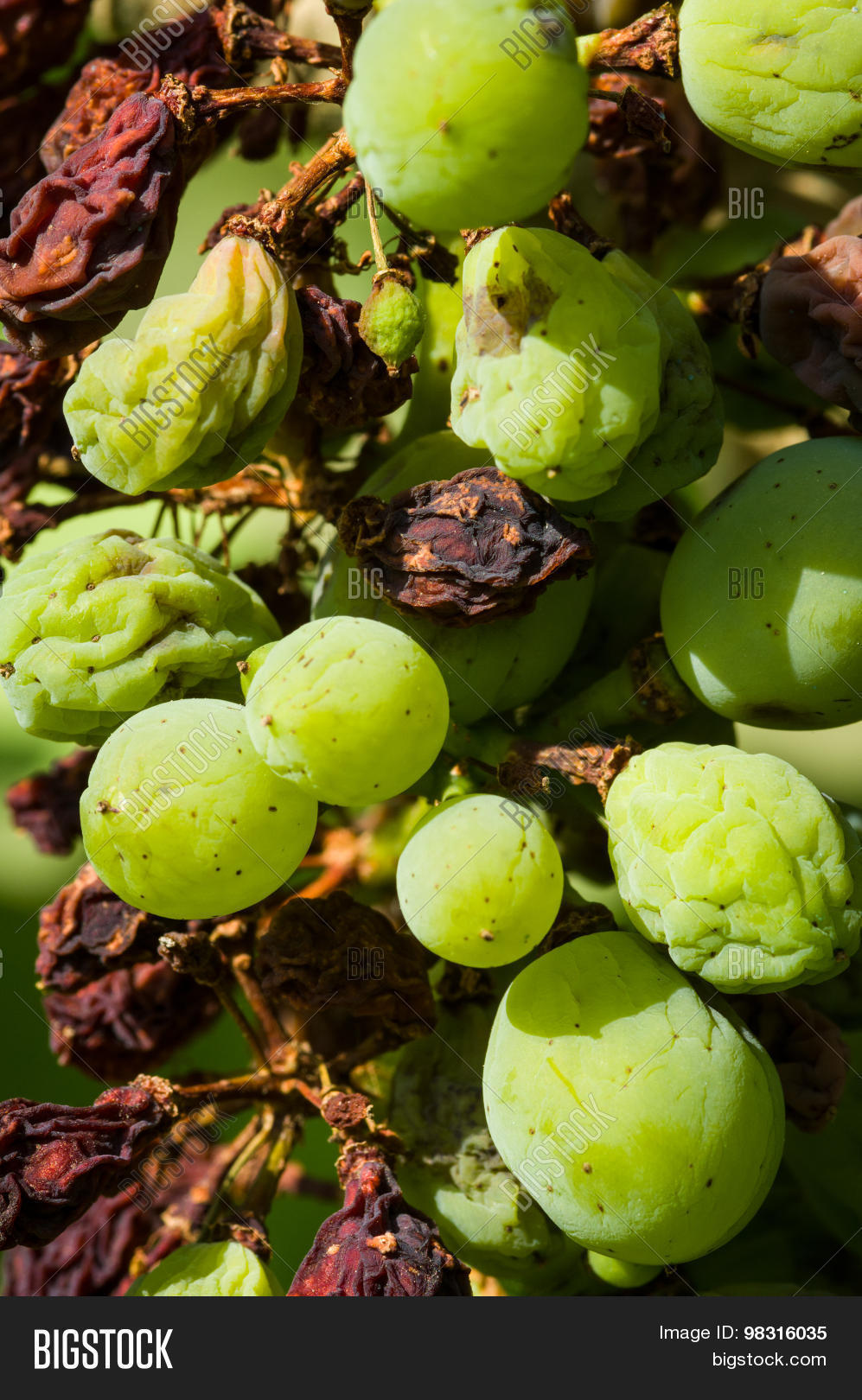 Downey Mildew Image & Photo (Free Trial) | Bigstock