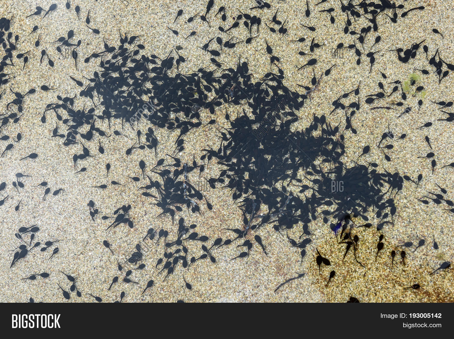 Large Group Tadpoles Image & Photo (Free Trial) | Bigstock