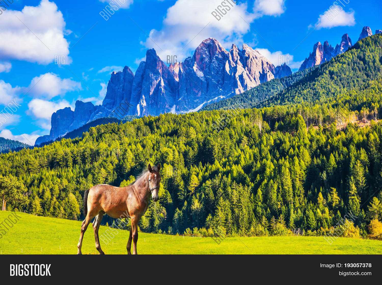 Sleek, Slender Horse Image & Photo (Free Trial) | Bigstock