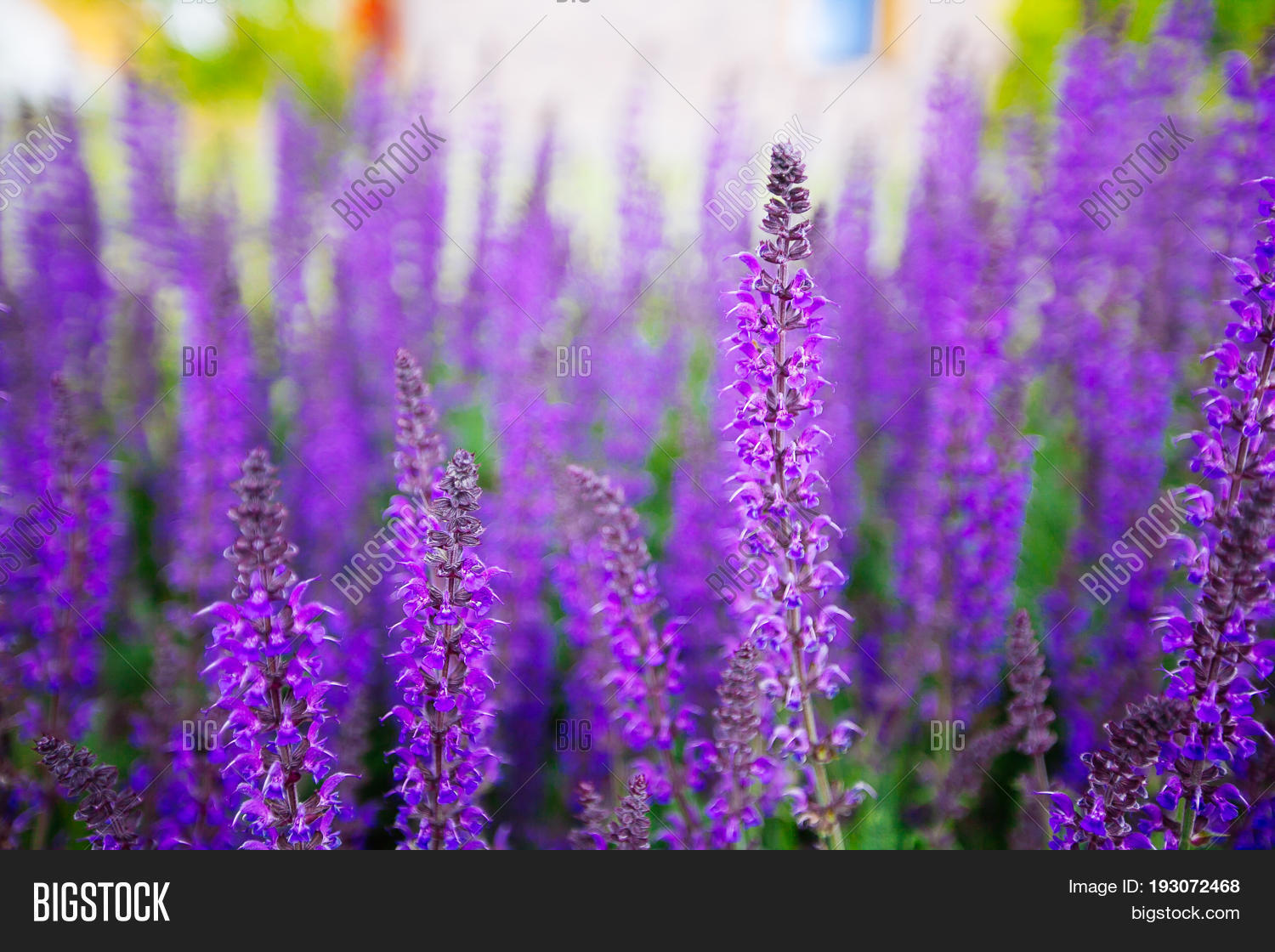 Blue Salvia (salvia Image & Photo (Free Trial) | Bigstock