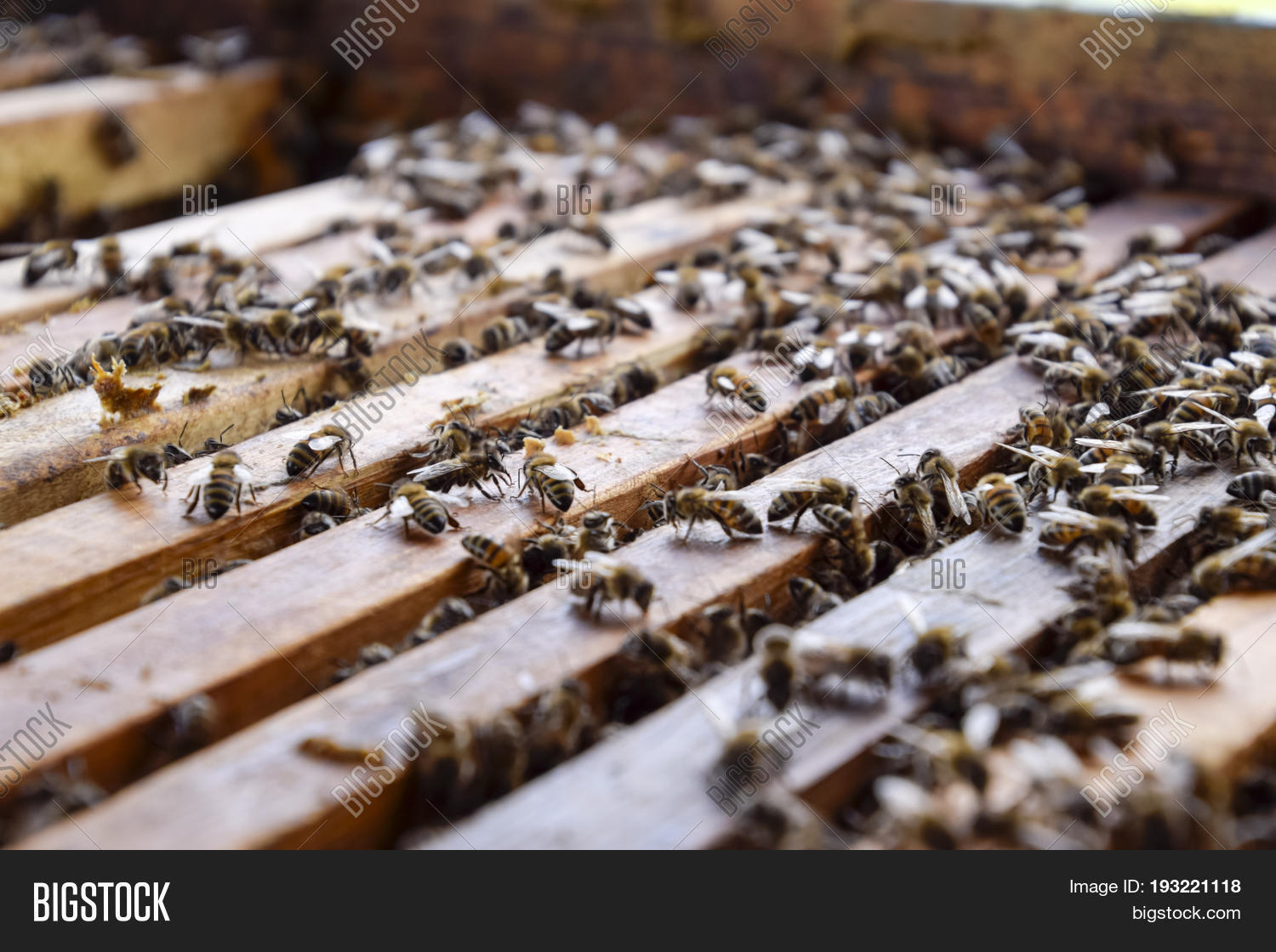 Open Bee Hive. Plank Image & Photo (Free Trial) | Bigstock