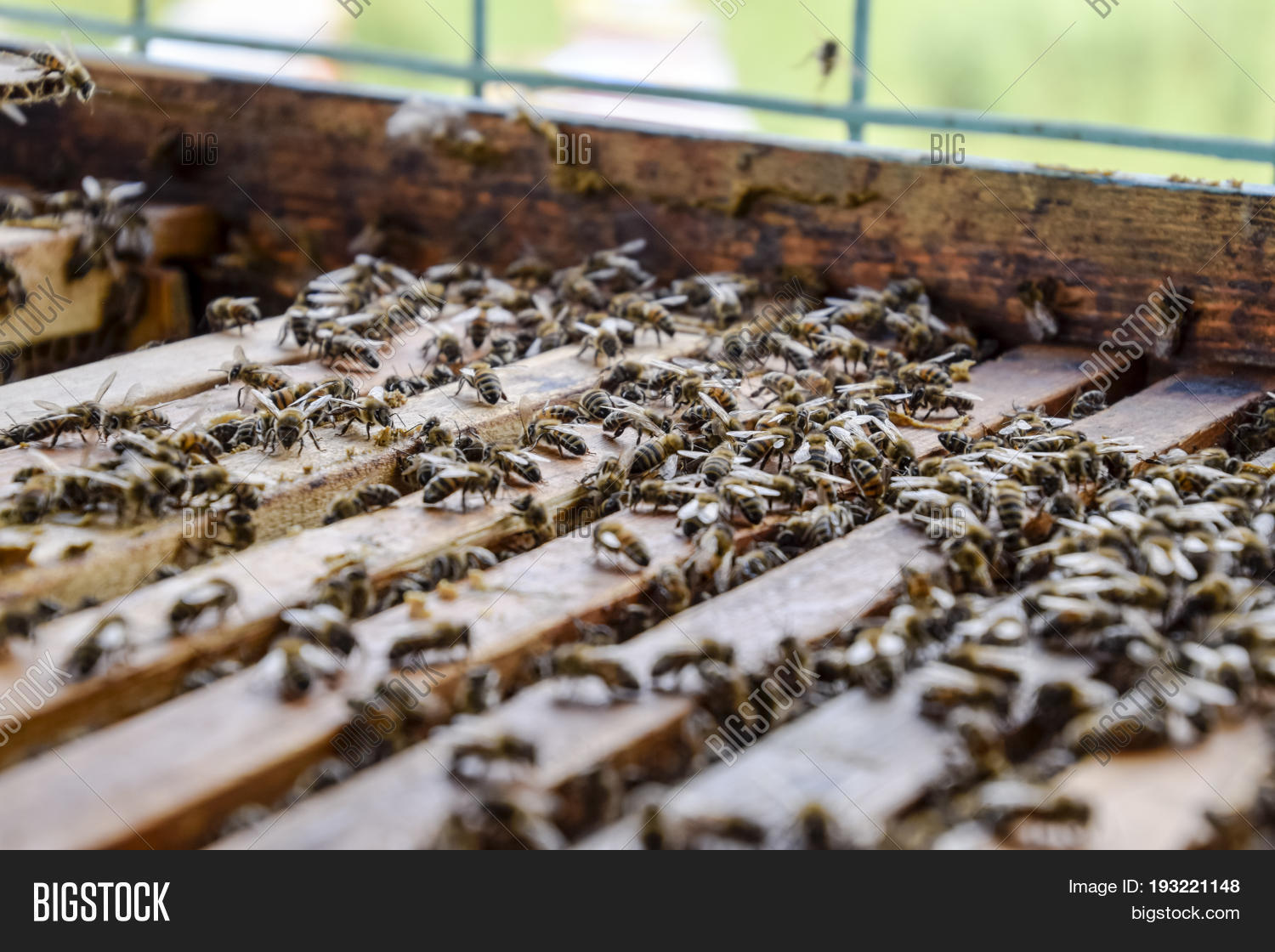 Open Bee Hive. Plank Image & Photo (Free Trial) | Bigstock