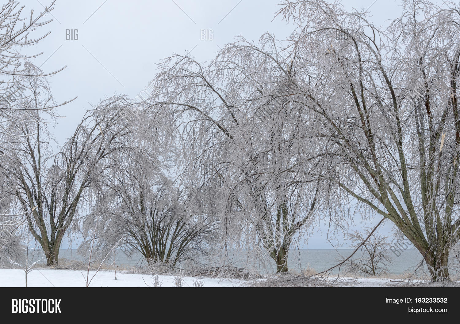 Frozen Ice Trees Image & Photo (Free Trial) | Bigstock