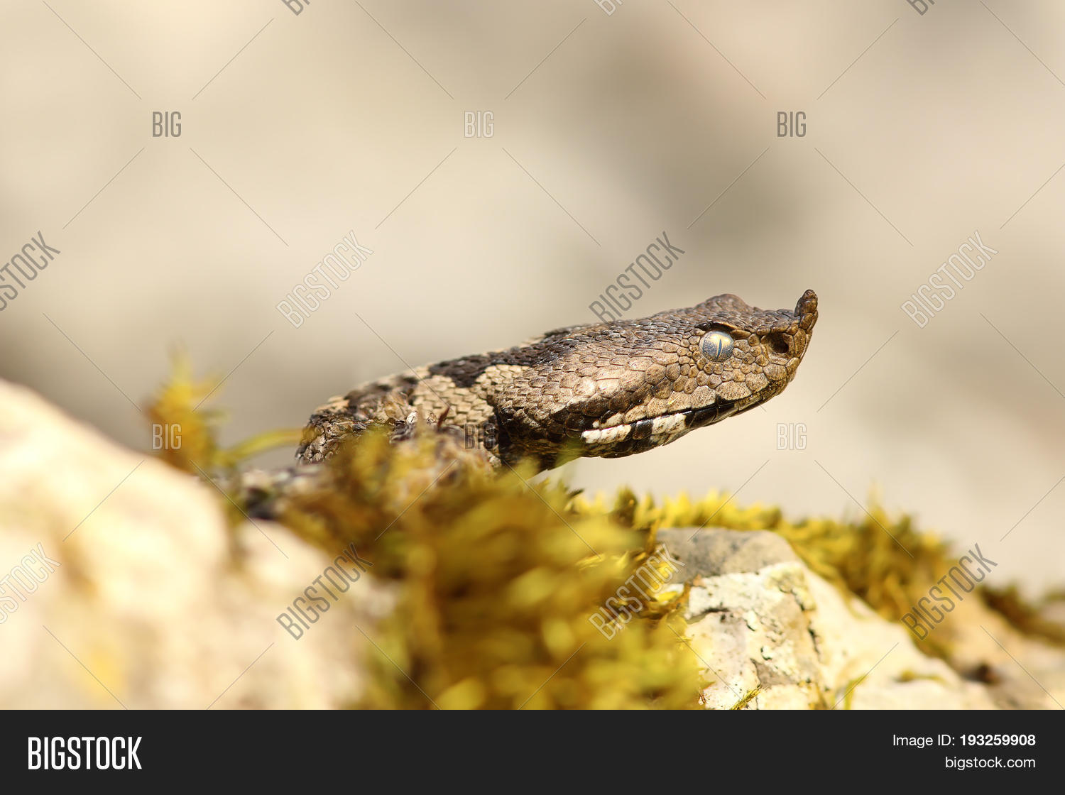 Nose Horned Viper Image & Photo (Free Trial) | Bigstock