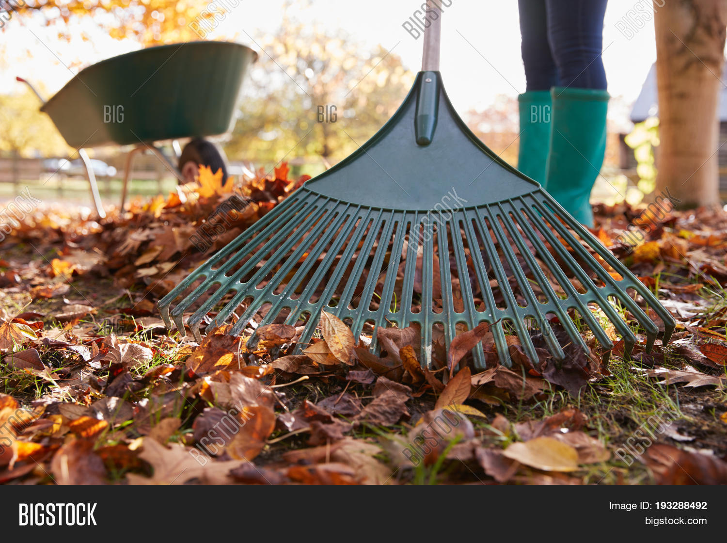 Close Woman Raking Image & Photo (Free Trial) | Bigstock