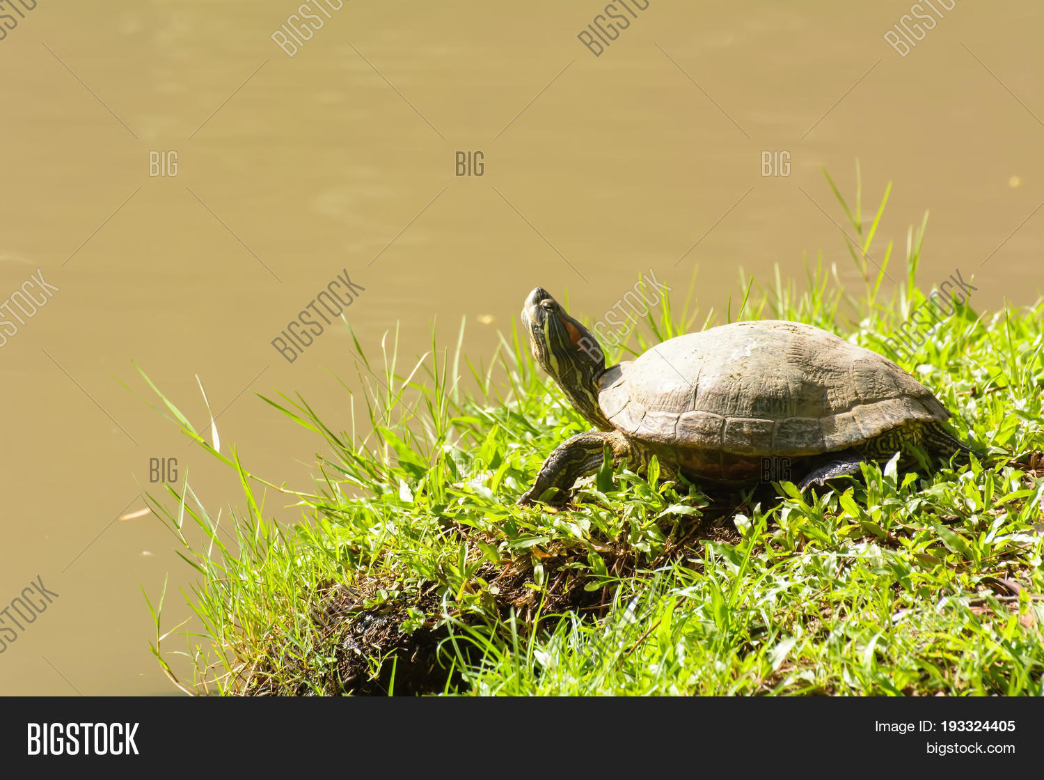 Turtles Sunbathing Image & Photo (Free Trial) | Bigstock