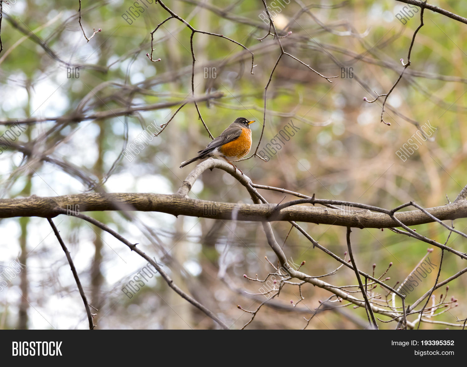 Small Fat Robini Image & Photo (Free Trial) | Bigstock