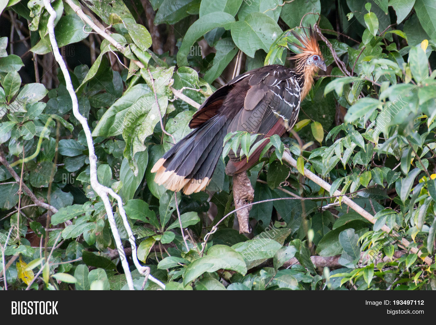 Hoatzin By Lake Image & Photo (Free Trial) | Bigstock