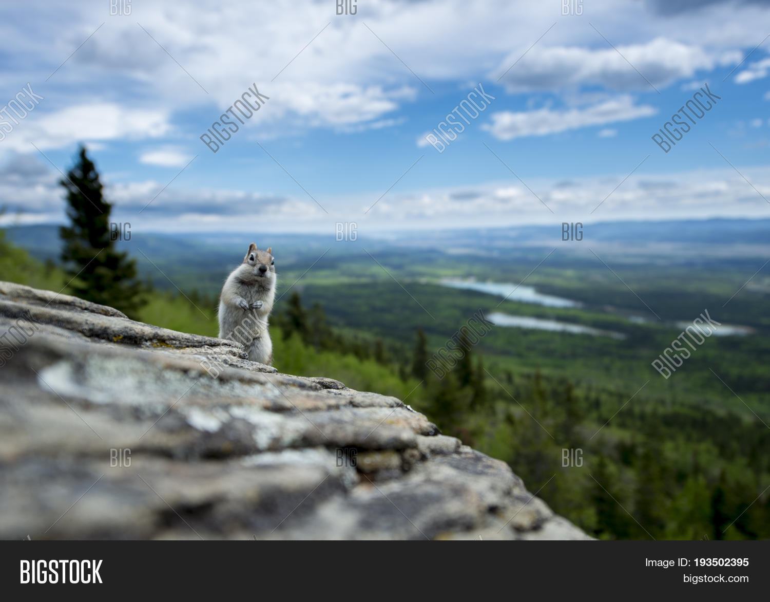 Chipmunk On Two Legs Image & Photo (Free Trial) | Bigstock