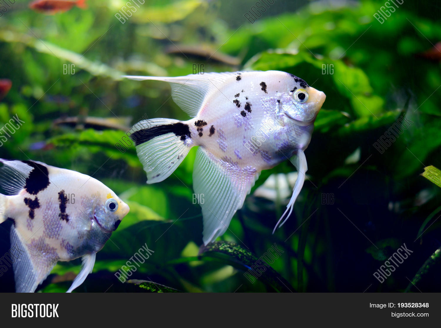 Bright Freshwater Image & Photo (Free Trial) | Bigstock