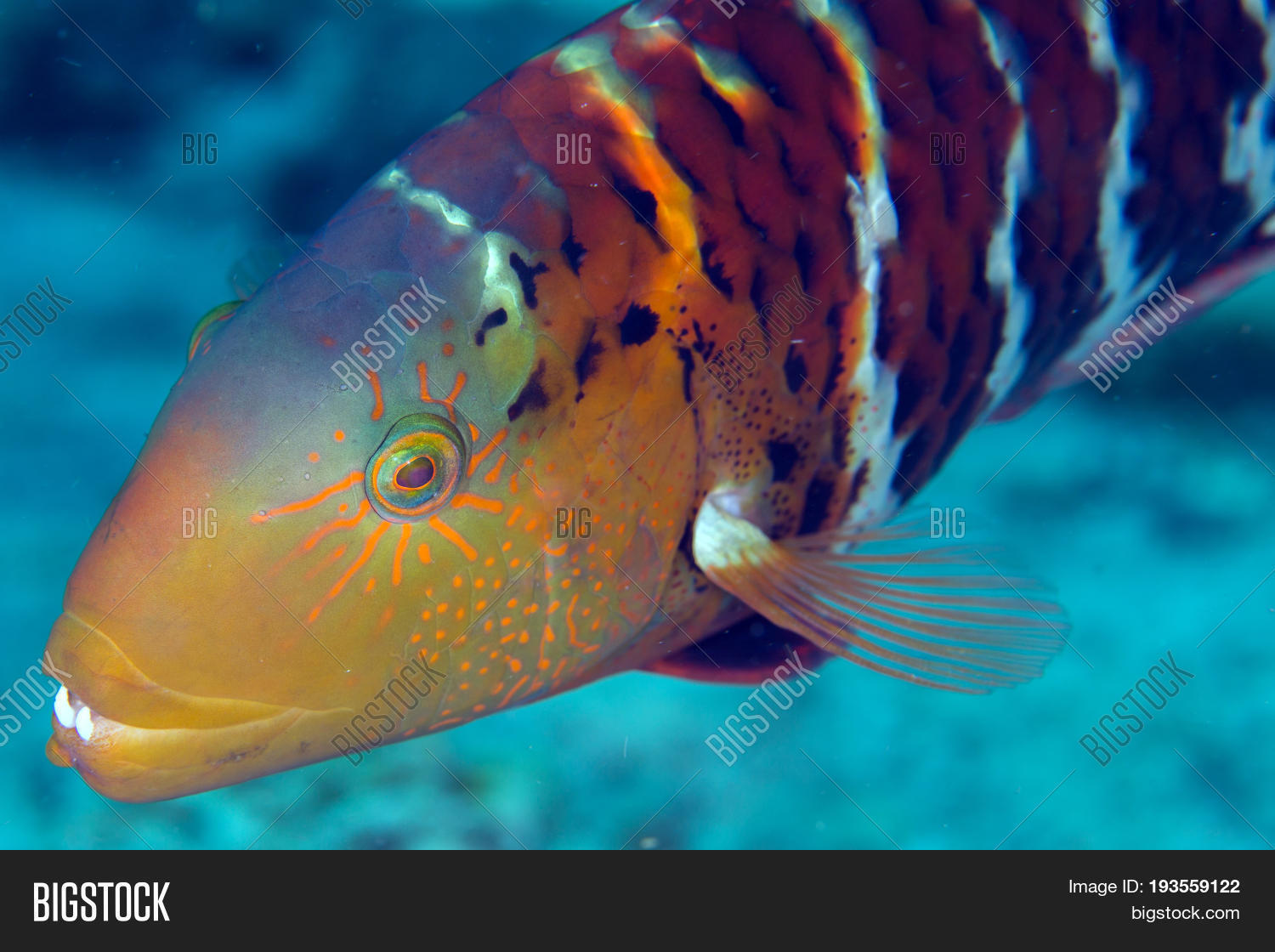 Red-breasted Wrasse ( Image & Photo (Free Trial) | Bigstock