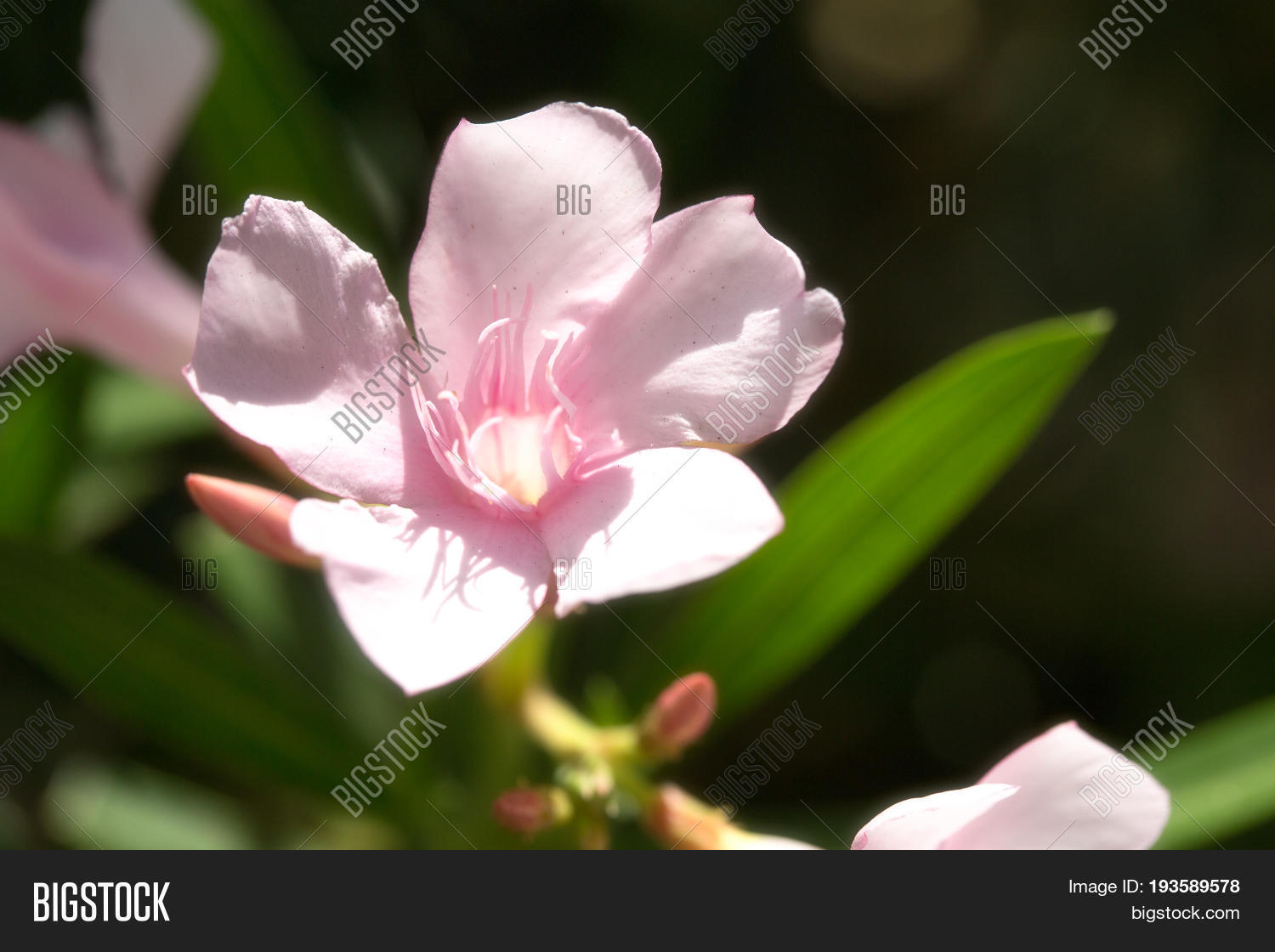 Beautiful Pink Flowers Image & Photo (Free Trial) | Bigstock