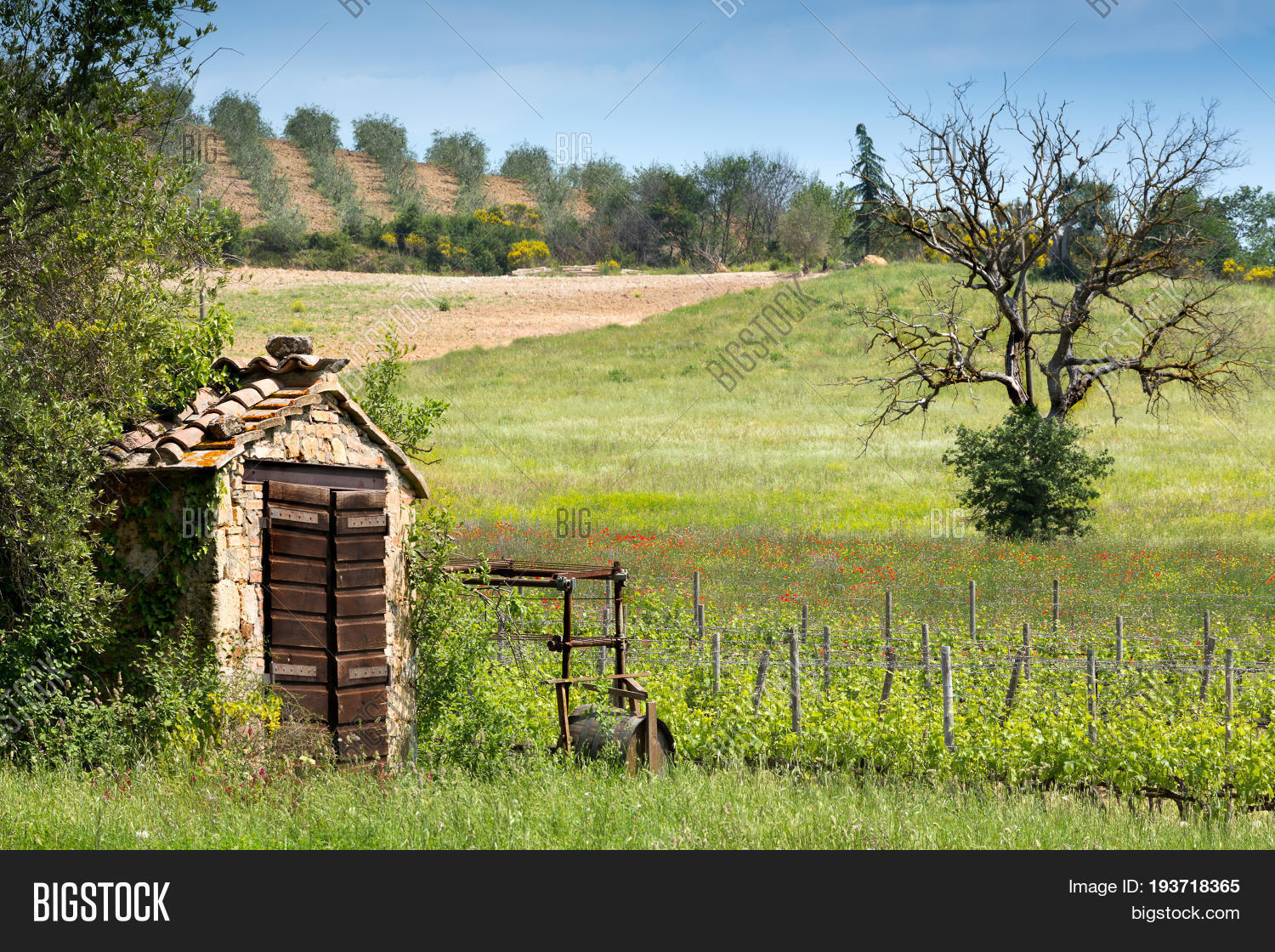 Small Vineyard Old Image & Photo (Free Trial) | Bigstock