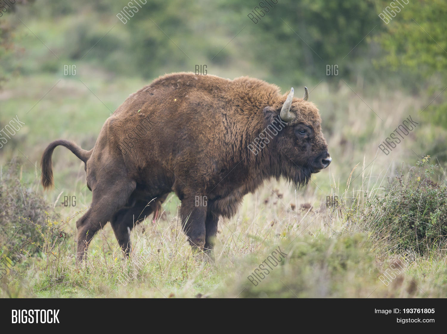 Bison Bonasus - Image & Photo (Free Trial) | Bigstock