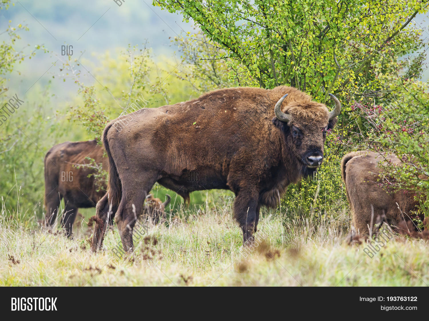 Bison Bonasus - Image & Photo (Free Trial) | Bigstock