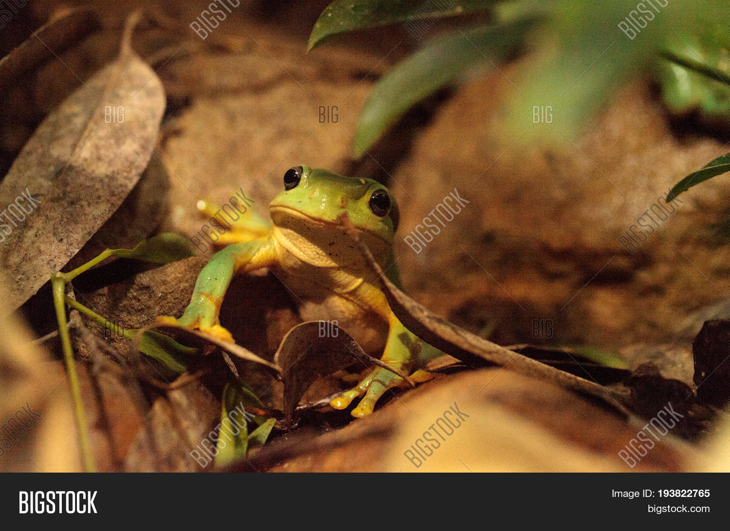 Magnificent Tree Frog Image & Photo (Free Trial) | Bigstock