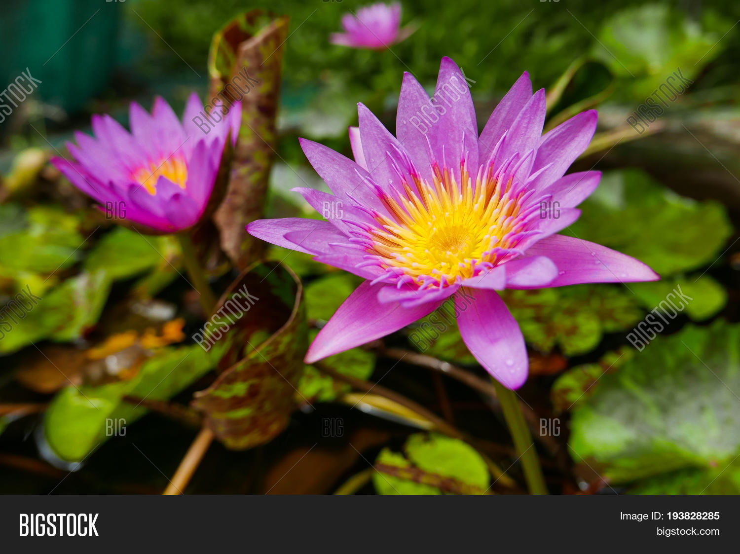 Purple Magenta Lotus Image & Photo (Free Trial) | Bigstock