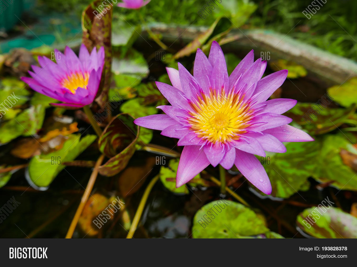Purple Magenta Lotus Image & Photo (Free Trial) | Bigstock