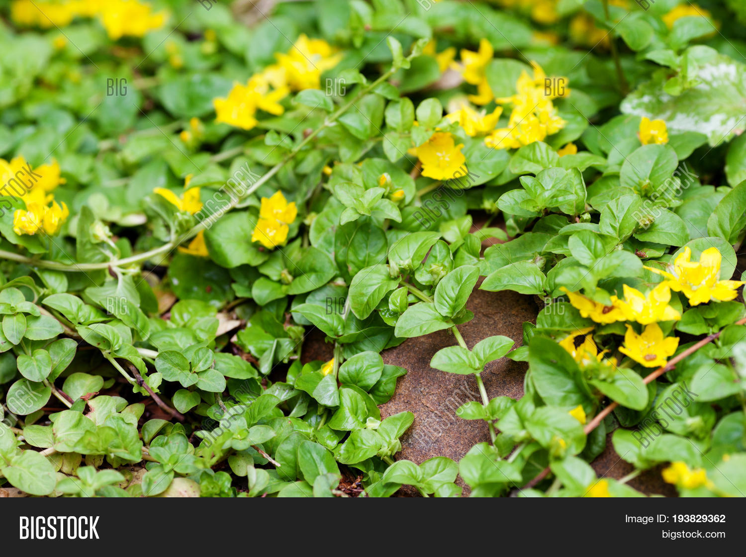 Moneywort Lysimachia Image & Photo (Free Trial) | Bigstock