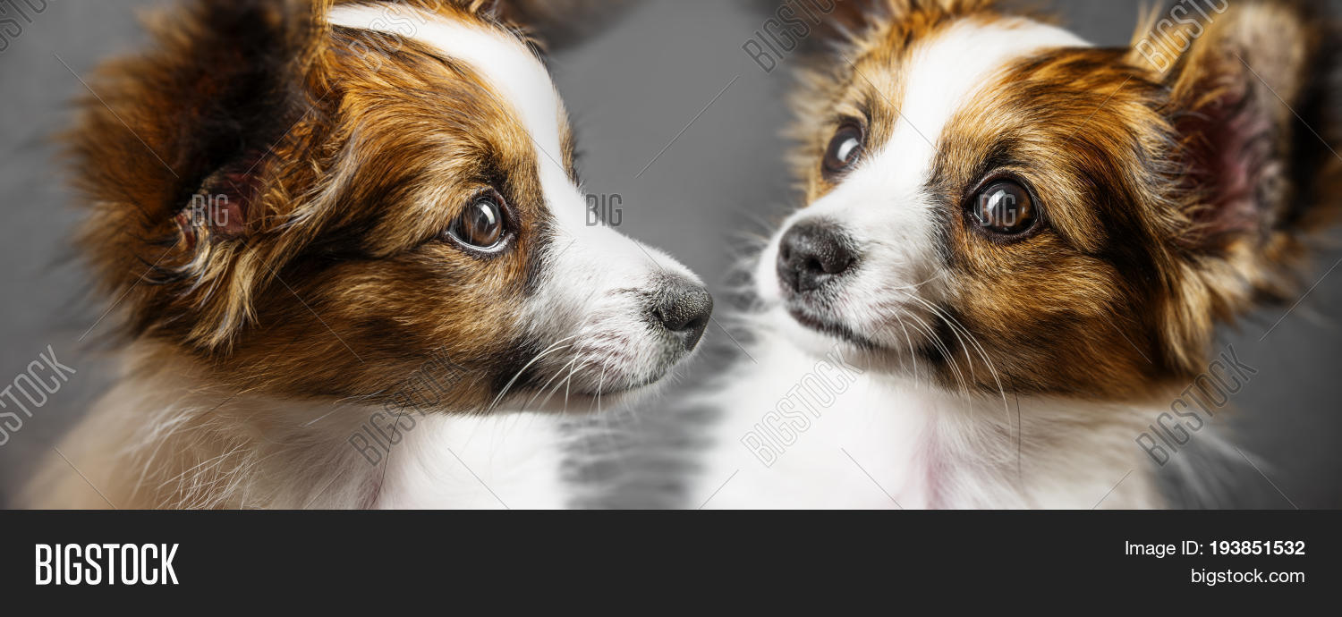 Cute Papillon Puppy Image & Photo (Free Trial) | Bigstock