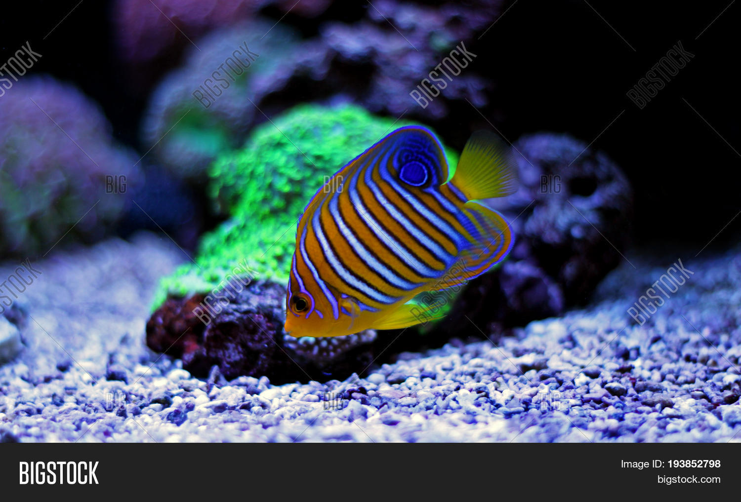 Regal Angelfish Image & Photo (Free Trial) | Bigstock