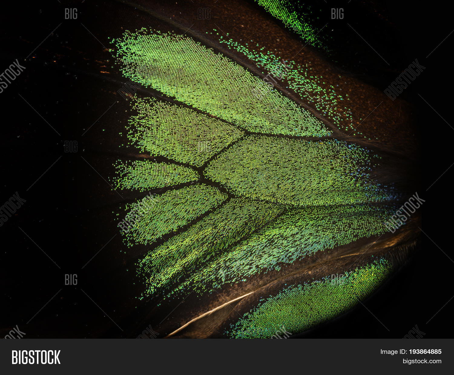 Trogonoptera - Image & Photo (Free Trial) | Bigstock