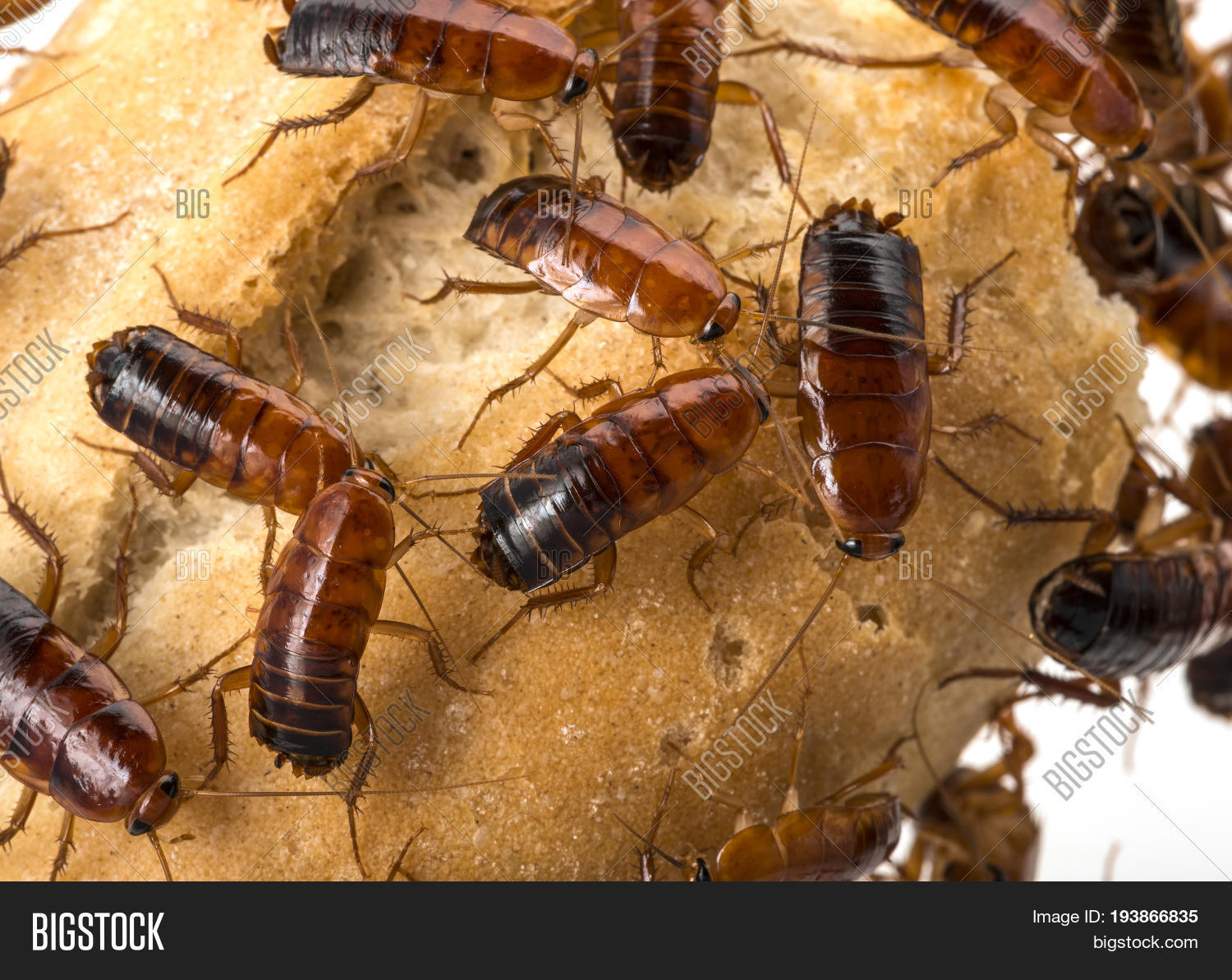 Cockroach - Blatta Image & Photo (Free Trial) | Bigstock