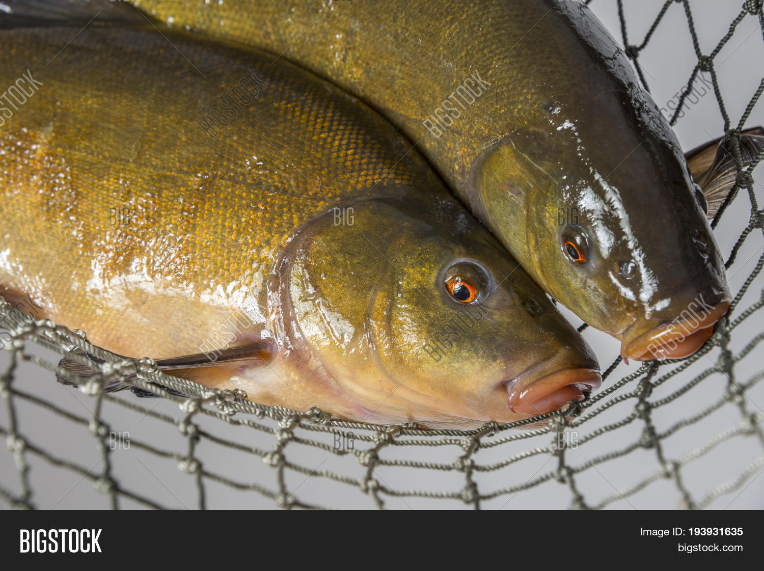 Tench - (Tinca Tinca) Image & Photo (Free Trial) | Bigstock