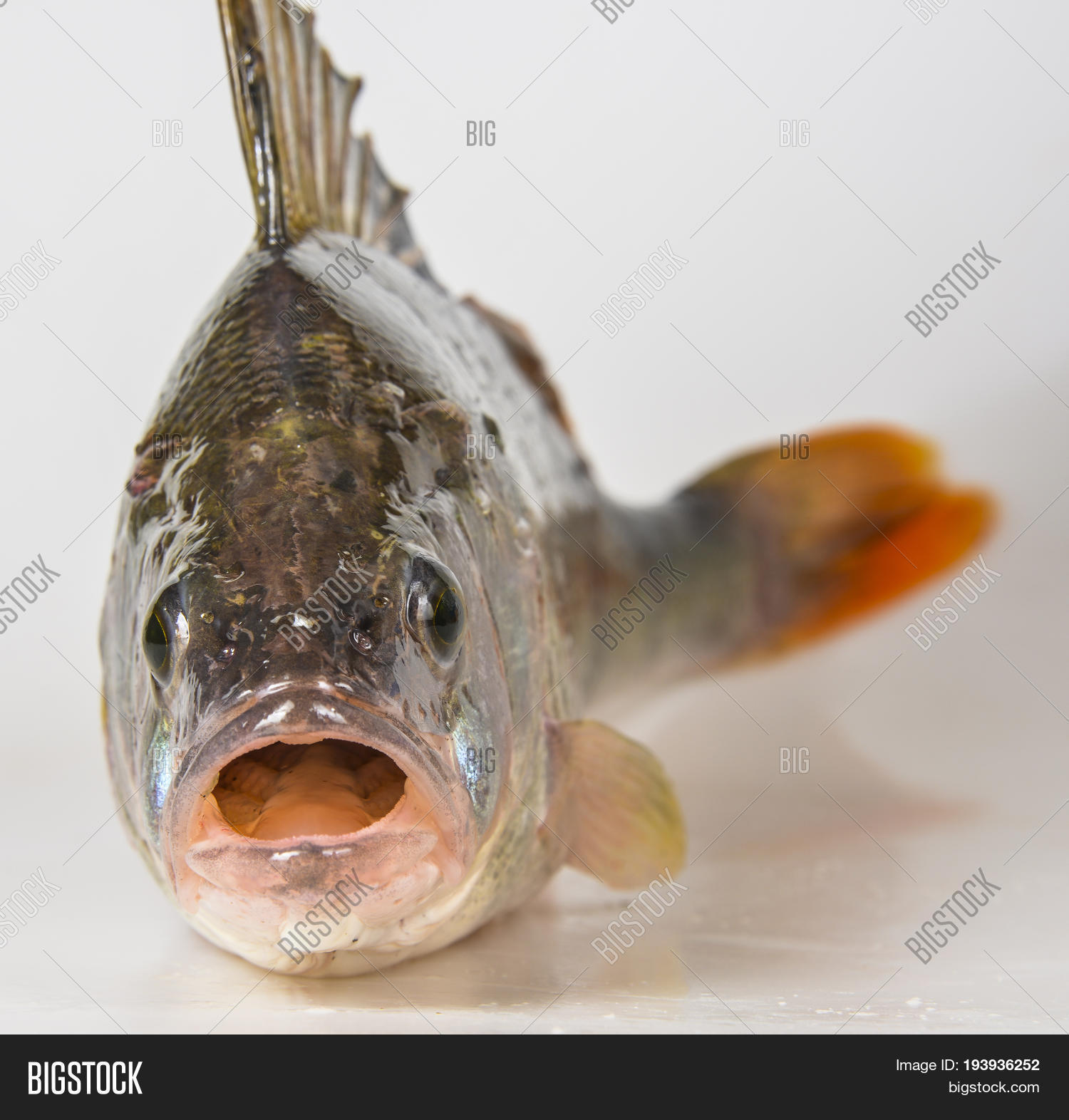 Perca Fluviatilis - Image & Photo (Free Trial) | Bigstock