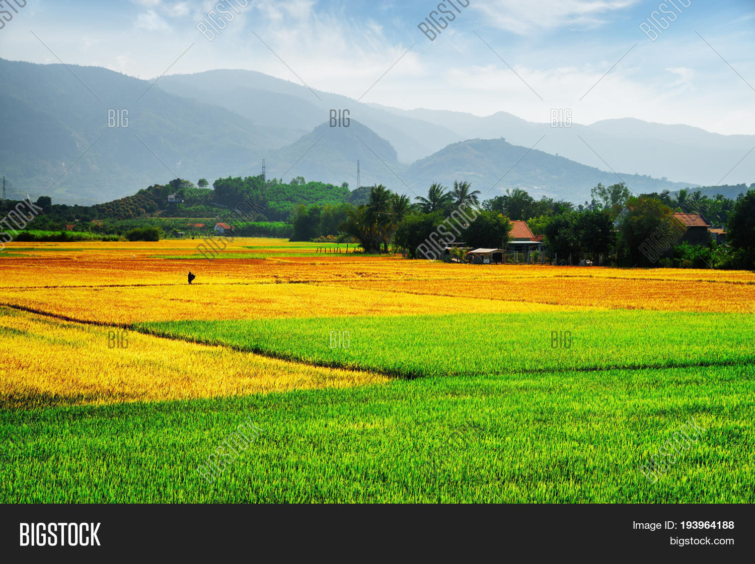 Colorful Rice Fields Image & Photo (Free Trial) | Bigstock