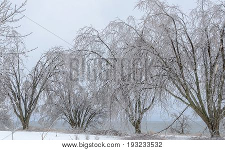 Frozen Ice Trees Image & Photo (Free Trial) | Bigstock