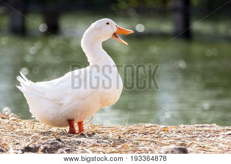 White Duck Stand Next Image & Photo (Free Trial) | Bigstock