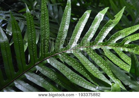 Native Green Lauae Image & Photo (Free Trial) | Bigstock