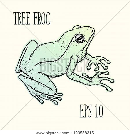 Realistic Tree Frog Vector & Photo (Free Trial) | Bigstock