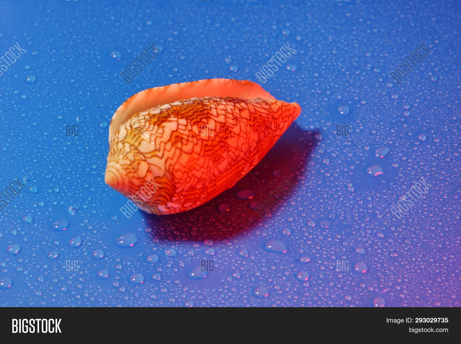 Conus Textile Seashell Image & Photo (Free Trial) | Bigstock