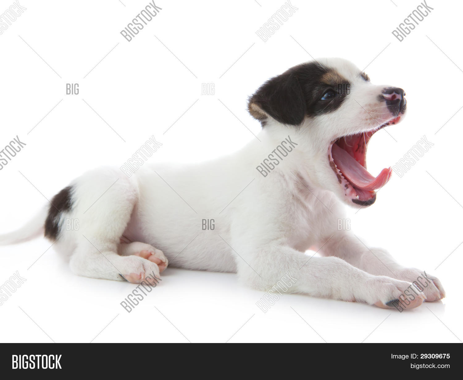 Yawning Puppy Dog Image & Photo (Free Trial) | Bigstock