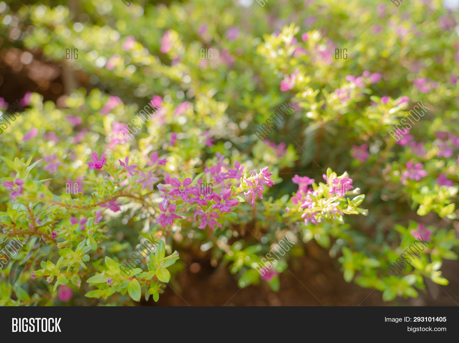 False Heather Elfin Image & Photo (Free Trial) | Bigstock