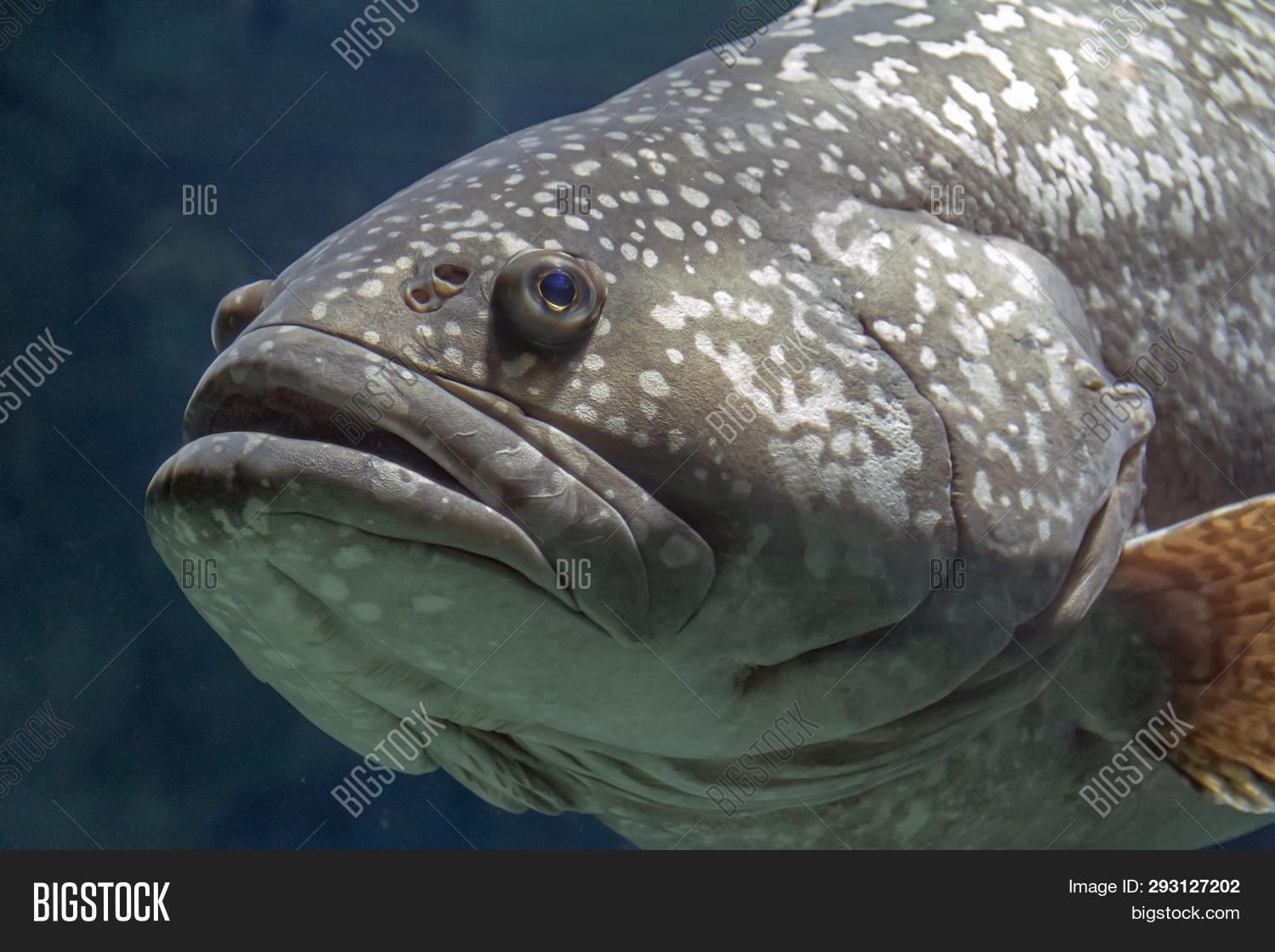 Giant Grouper Fish Image & Photo (Free Trial) | Bigstock