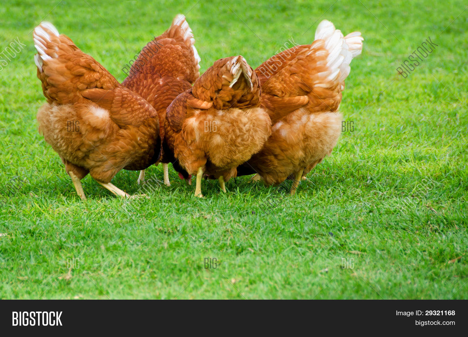 Red Hen Meeting Image & Photo (Free Trial) | Bigstock