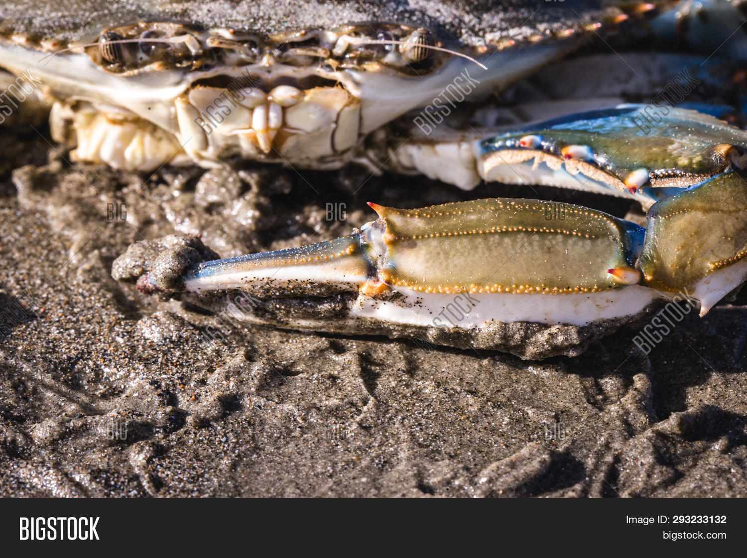 Blue Crab Photographed Image & Photo (Free Trial) | Bigstock