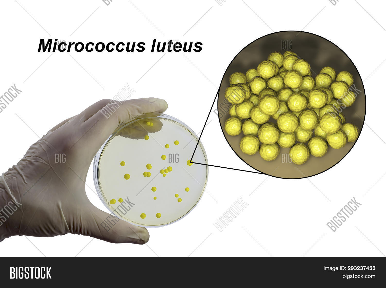 Colonies Micrococcus Image & Photo (Free Trial) | Bigstock