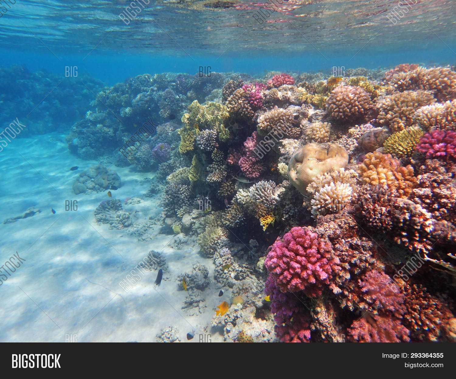Coral Reef Egypt Ocean Image & Photo (Free Trial) | Bigstock