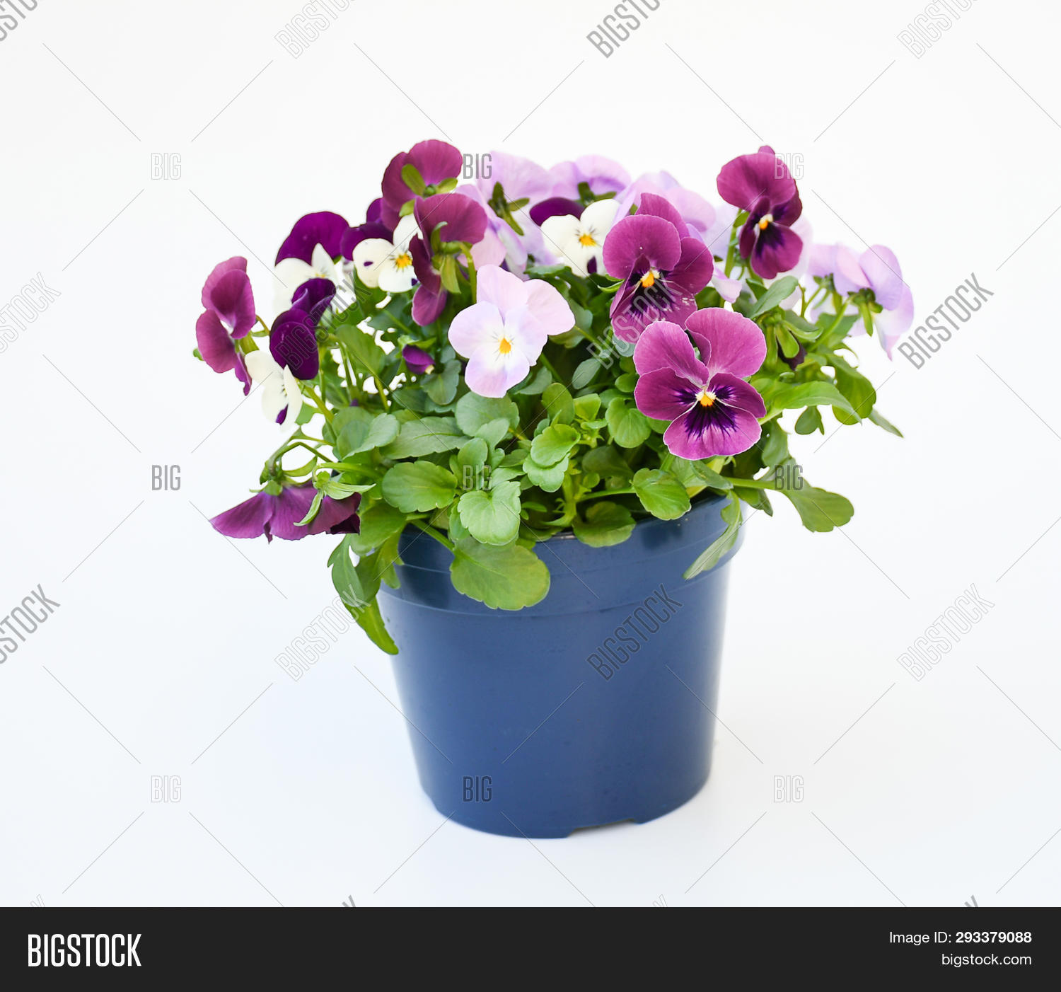Beautiful Pansy Viola Image & Photo (Free Trial) | Bigstock