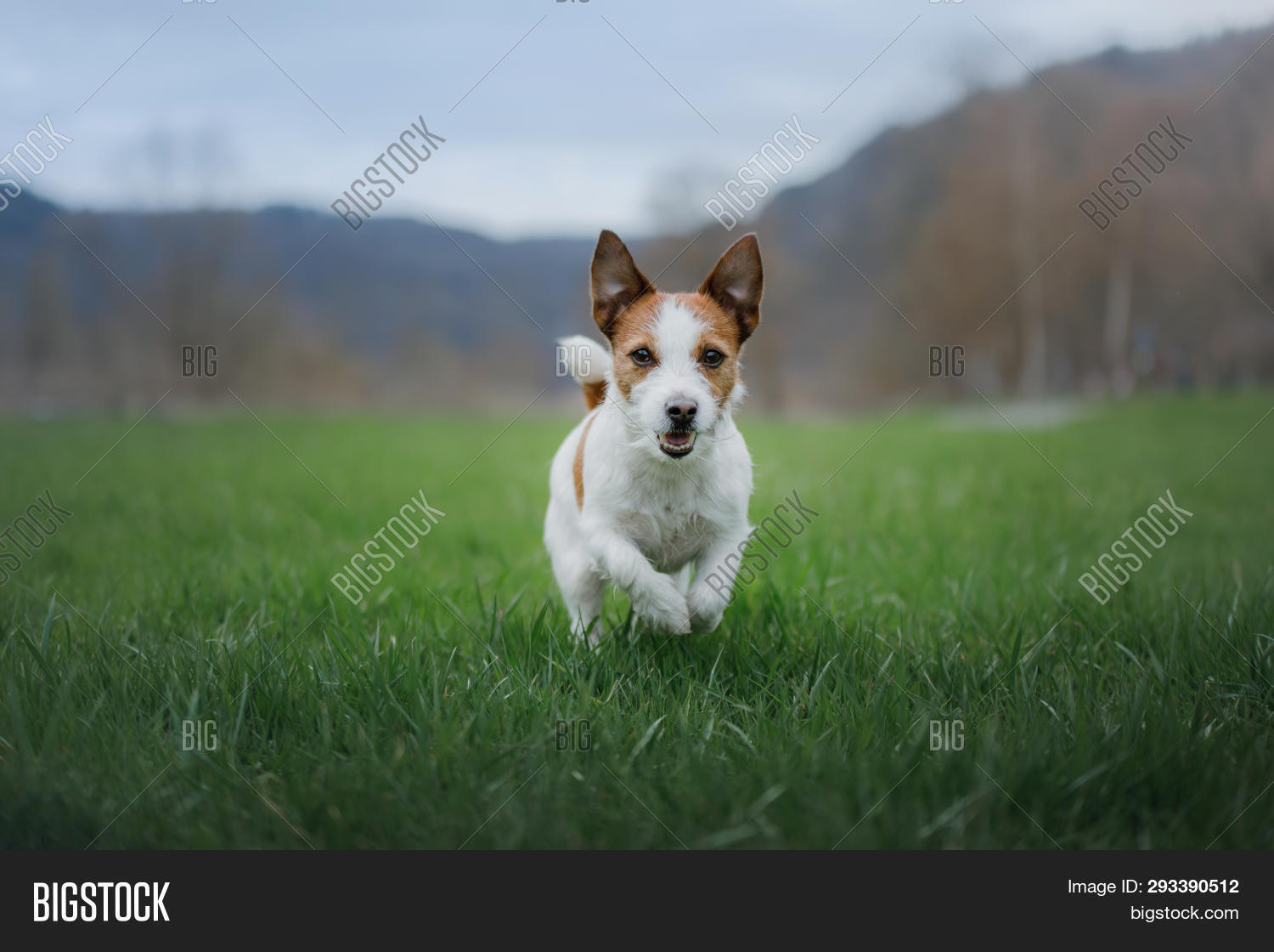 Dog Runs Grass. Pet Image & Photo (Free Trial) | Bigstock